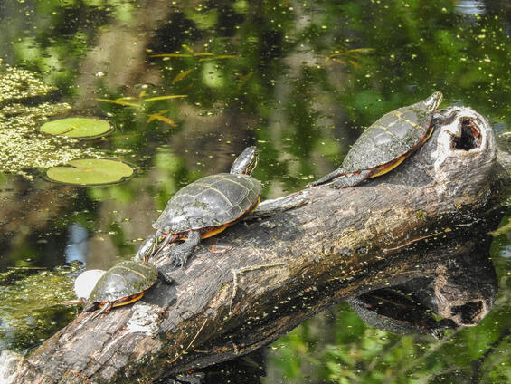 Learn about painted turtles | Mass.gov